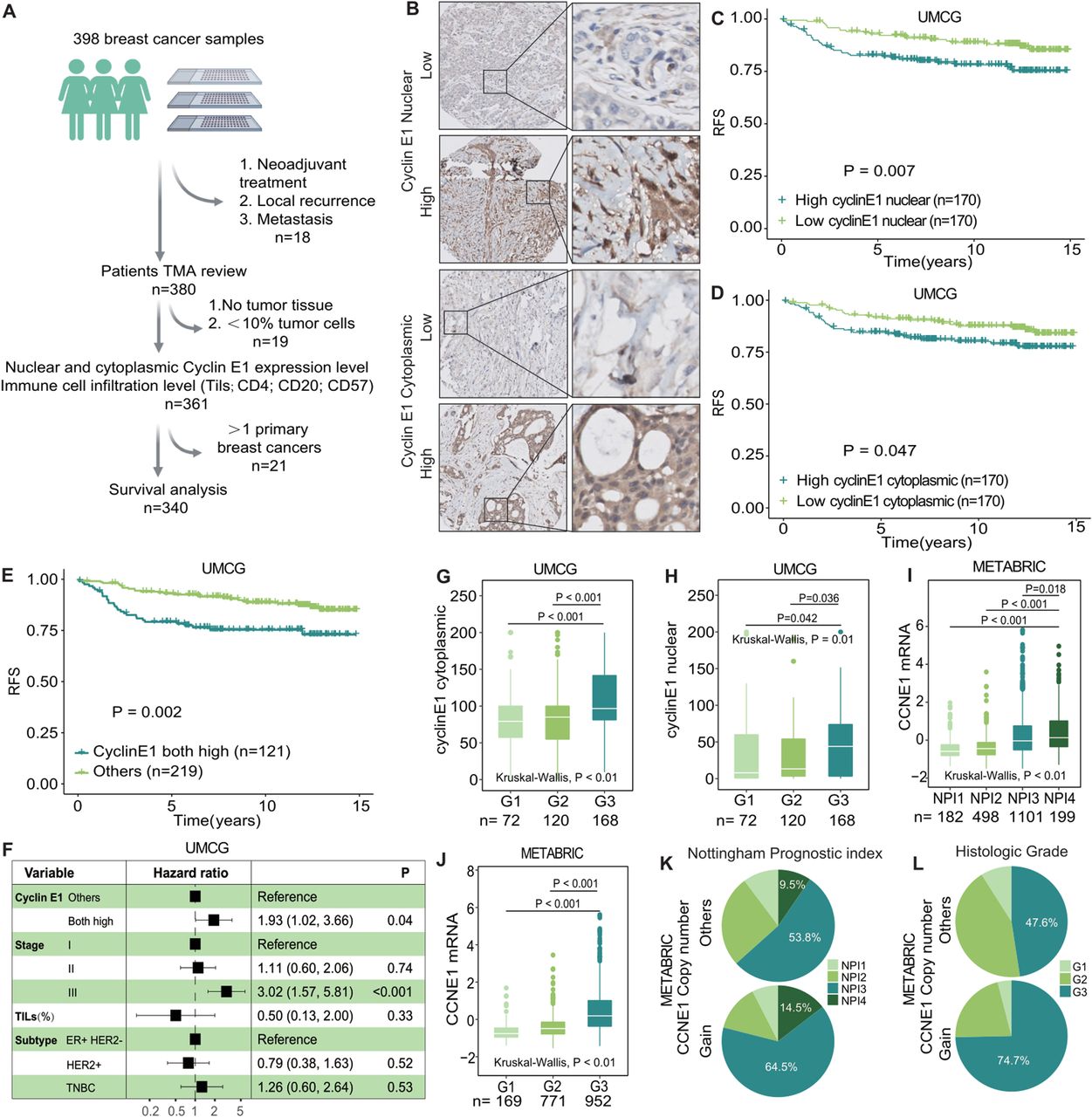 Cyclin E1 overexpression triggers interferon signaling and is ...