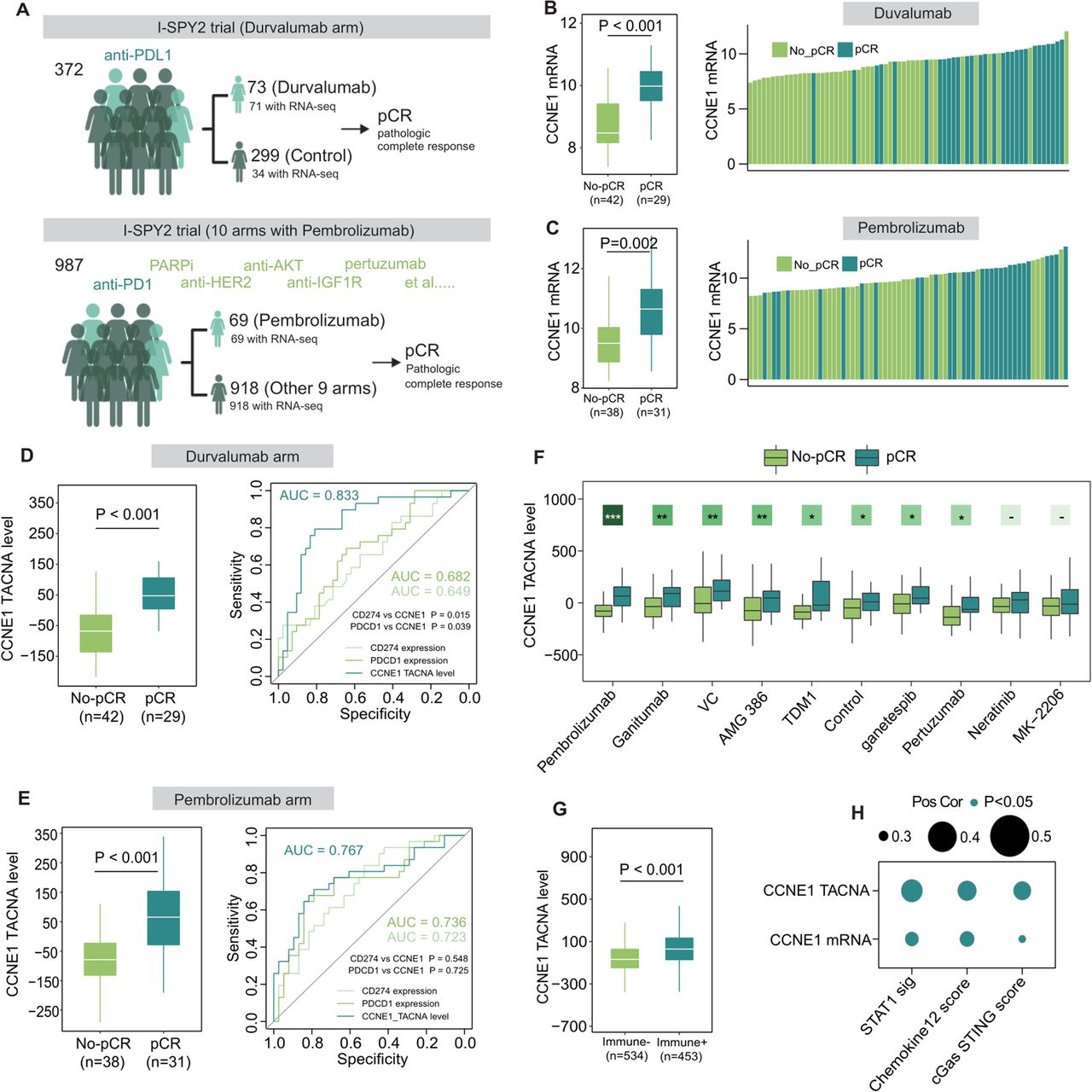 Cyclin E1 overexpression triggers interferon signaling and is ...