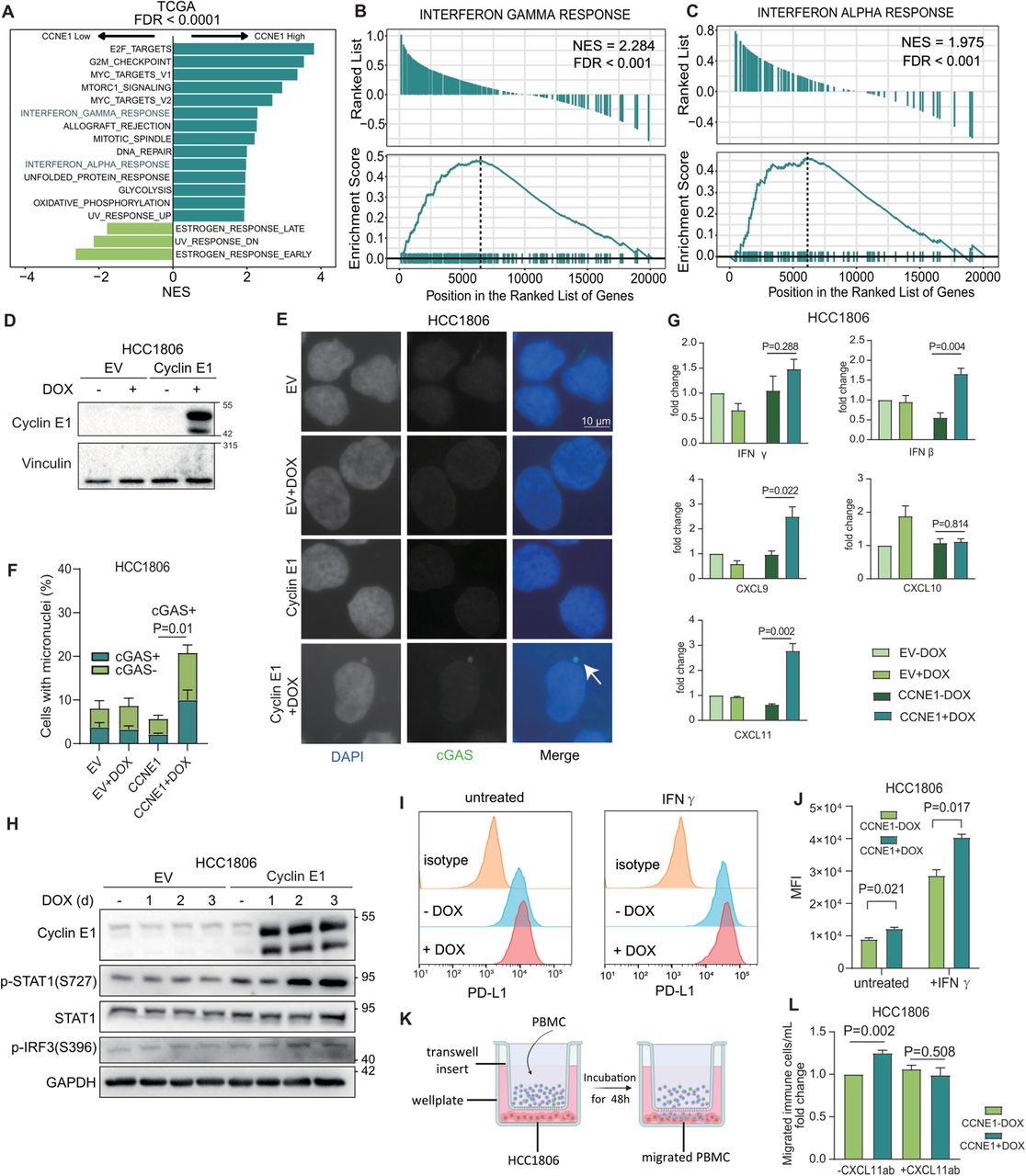 Cyclin E1 overexpression triggers interferon signaling and is ...