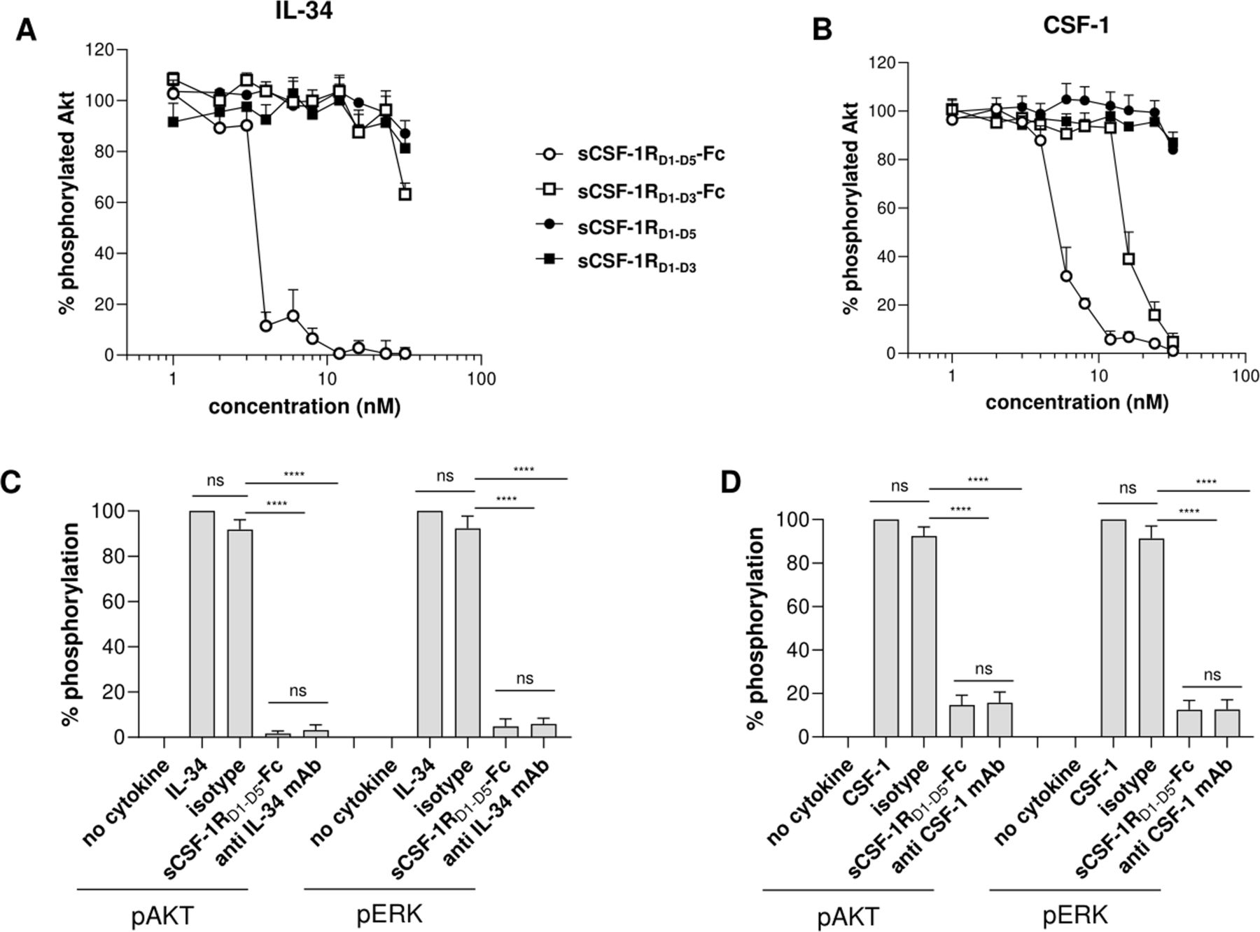 New soluble CSF-1R-dimeric mutein with enhanced trapping of both CSF-1 ...