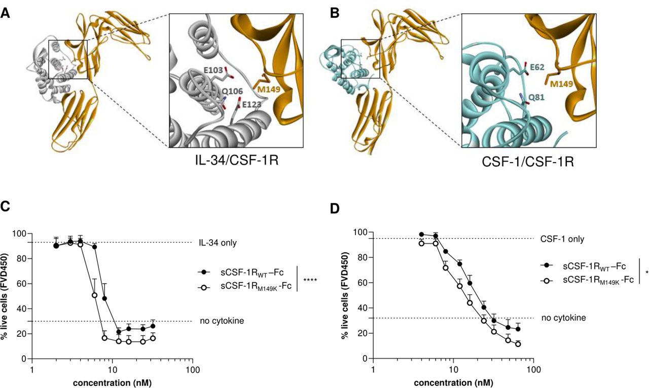New soluble CSF-1R-dimeric mutein with enhanced trapping of both CSF-1 ...