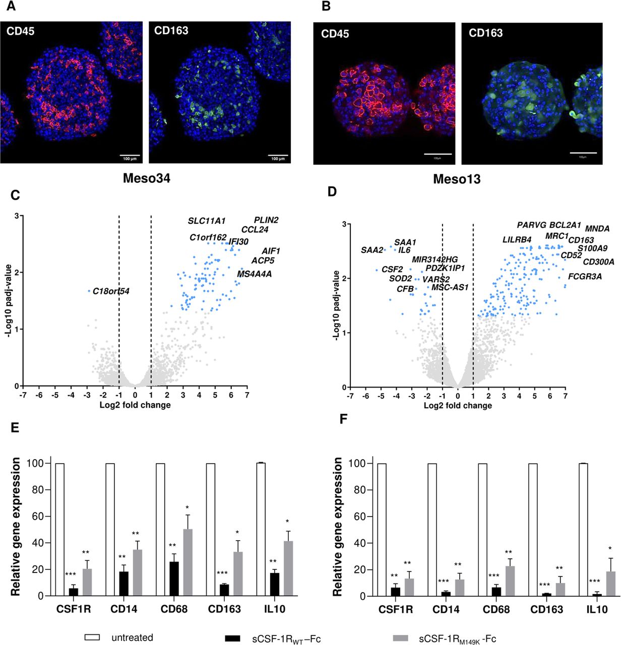 New soluble CSF-1R-dimeric mutein with enhanced trapping of both CSF-1 ...