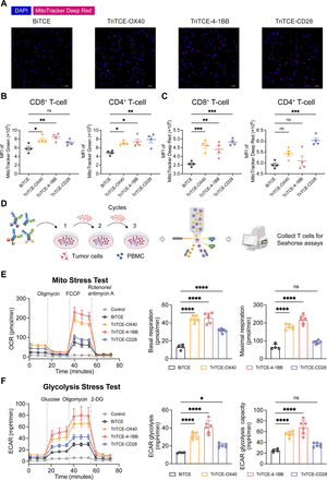 Leveraging T cell co-stimulation for enhanced therapeutic efficacy of ...