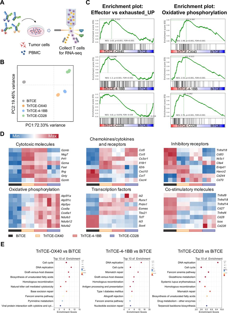 Leveraging T cell co-stimulation for enhanced therapeutic efficacy of ...