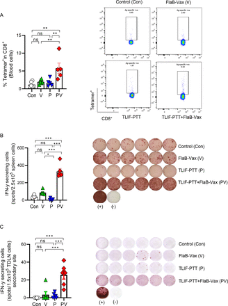 Thermoresistant flagellin-adjuvanted cancer vaccine combined with ...