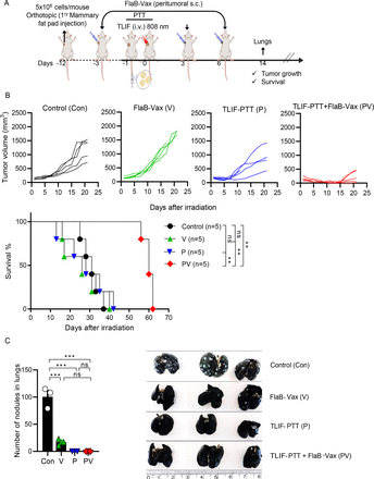 Thermoresistant flagellin-adjuvanted cancer vaccine combined with ...