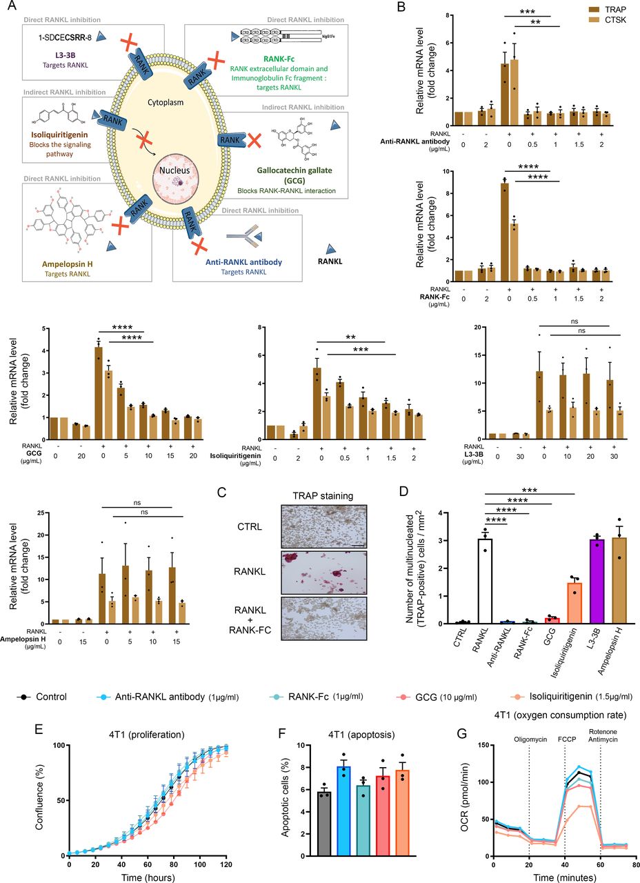 RANKL blockade inhibits cancer growth through reversing the tolerogenic ...