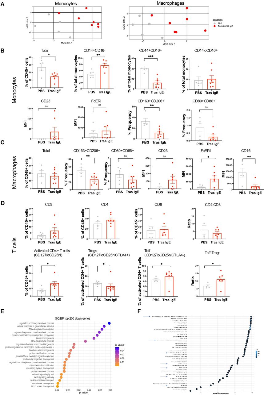 Fc-mediated immune stimulating, pro-inflammatory and antitumor effects of anti-HER2 IgE against ...