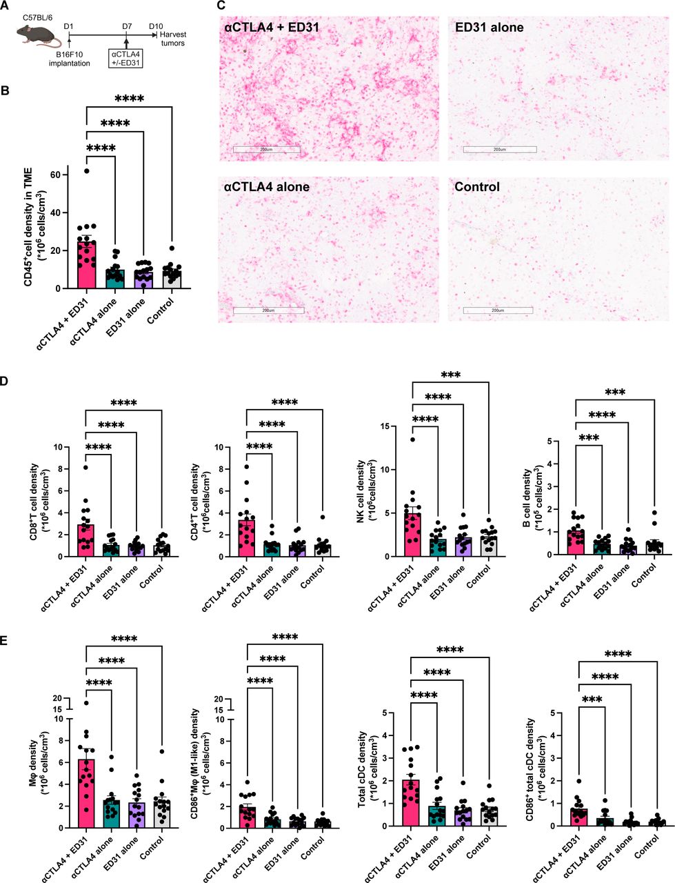 Targeting MARCO in combination with anti-CTLA-4 leads to enhanced ...