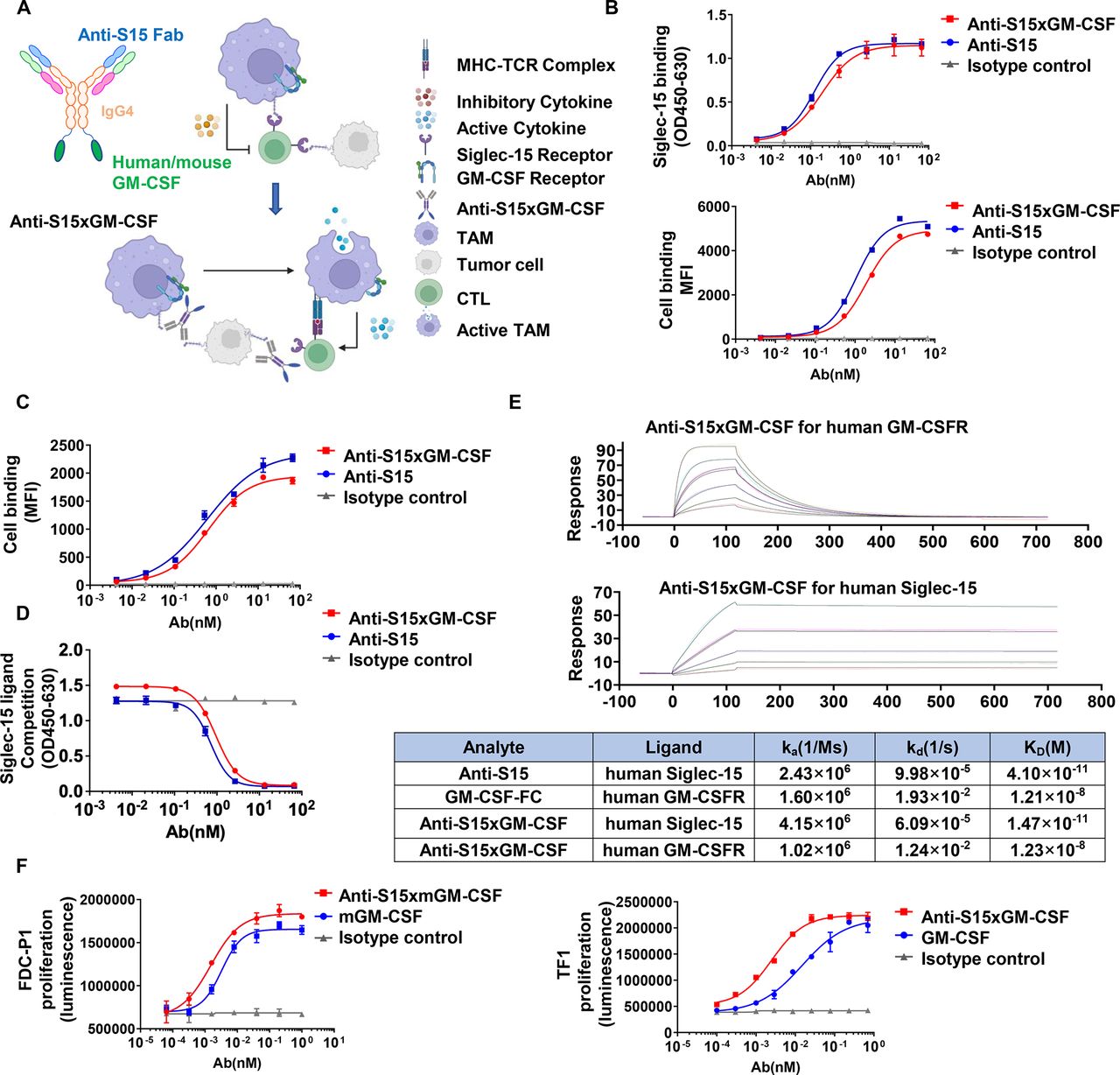 Siglec-15 antibody–GM-CSF chimera suppresses tumor progression via ...