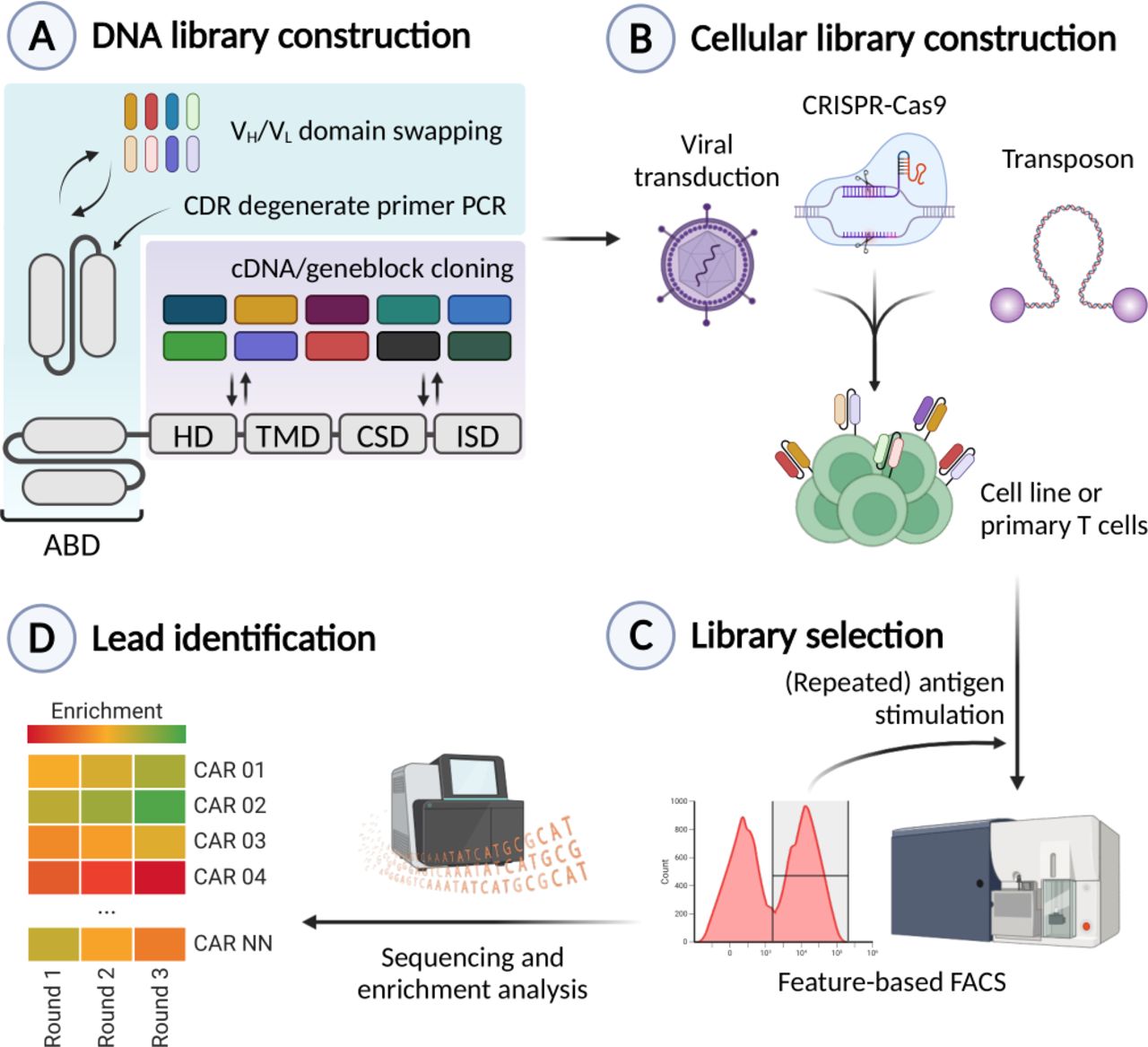 Expanding the CAR toolbox with high throughput screening strategies for ...