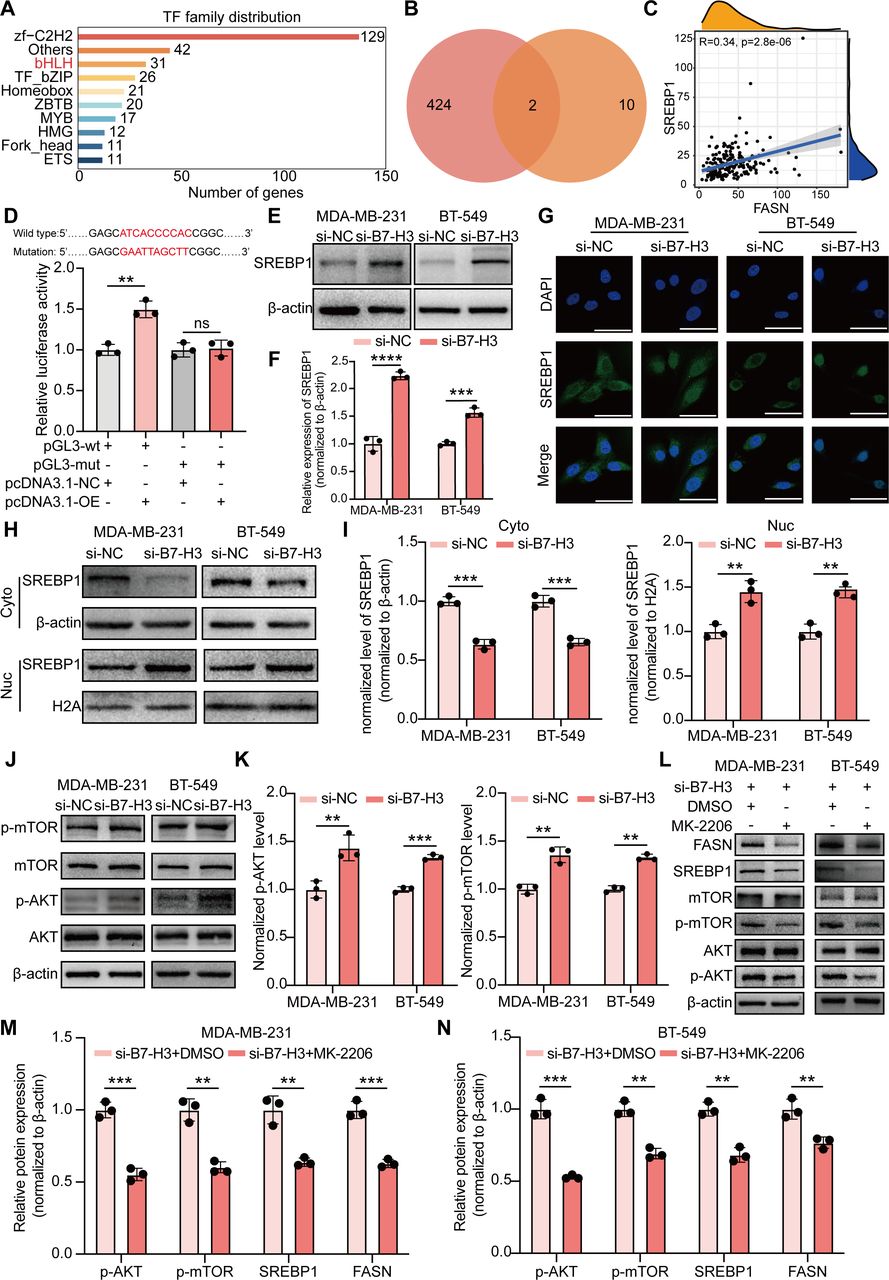 Targeting B7-H3 inhibition-induced activation of fatty acid synthesis ...