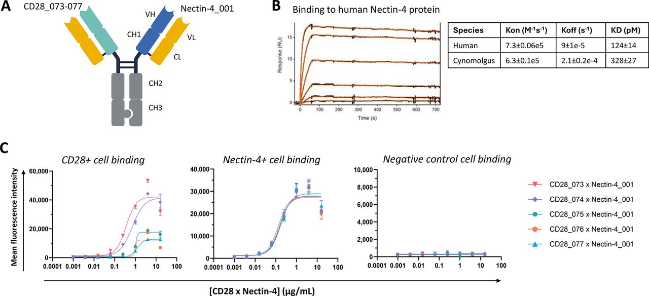 Potency-optimized CD28-activating bispecific antibody for the targeted ...