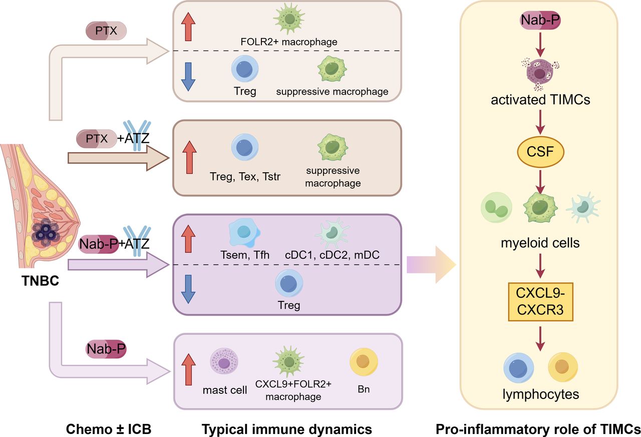 Tumor-infiltrating mast cells as potential chemoimmunotherapy enhancer ...