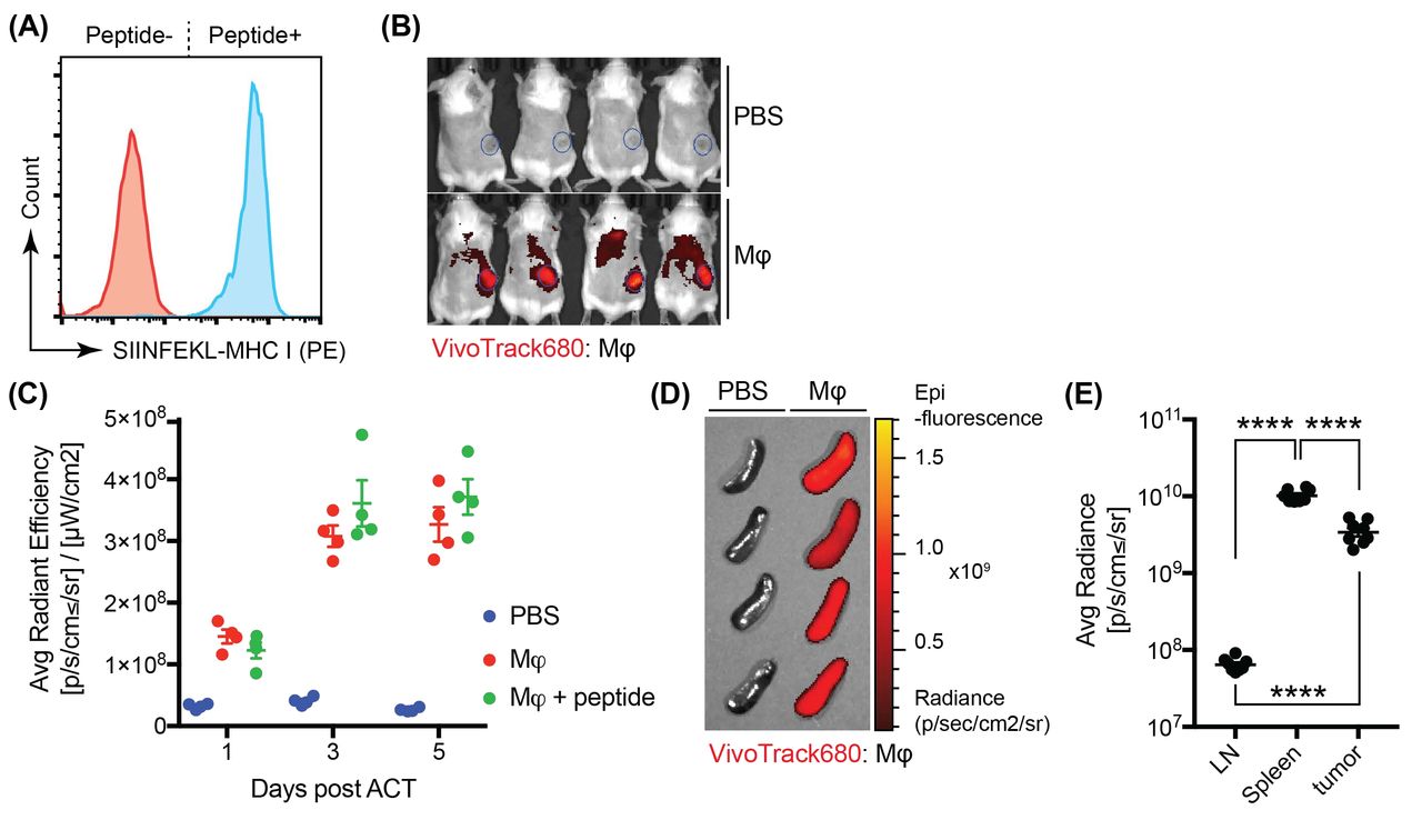 Adoptively transferred macrophages for cancer immunotherapy | Journal ...