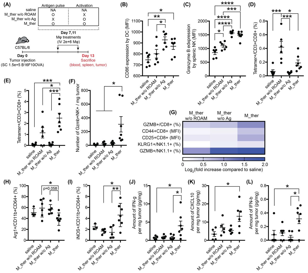 Adoptively transferred macrophages for cancer immunotherapy | Journal ...
