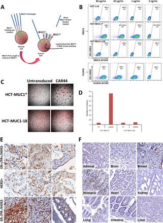 Effective CAR T-cell targeting of an MUC1 cleavage product | Journal ...