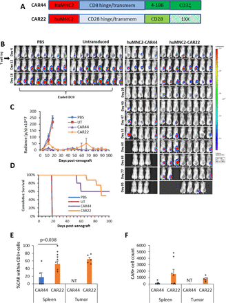 Effective CAR T-cell targeting of an MUC1 cleavage product | Journal ...