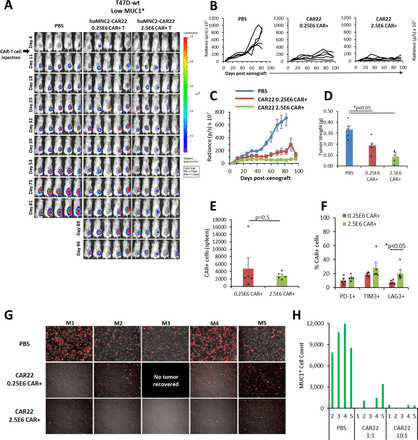 Effective CAR T-cell targeting of an MUC1 cleavage product | Journal ...