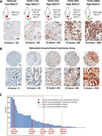 Effective CAR T-cell targeting of an MUC1 cleavage product | Journal ...