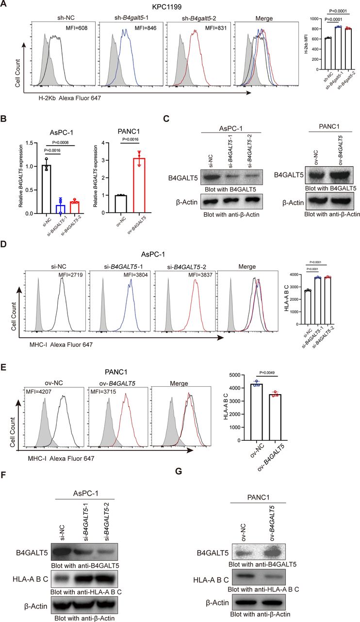 B4GALT5 inhibits CD8+ T-cell response by downregulating MHC-I level ...