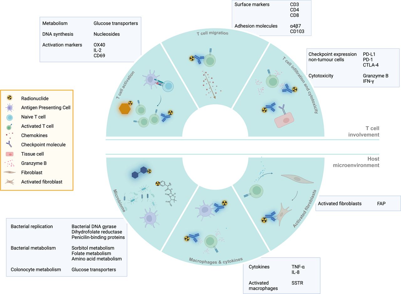 Exploring molecular imaging to investigate immune checkpoint inhibitor ...