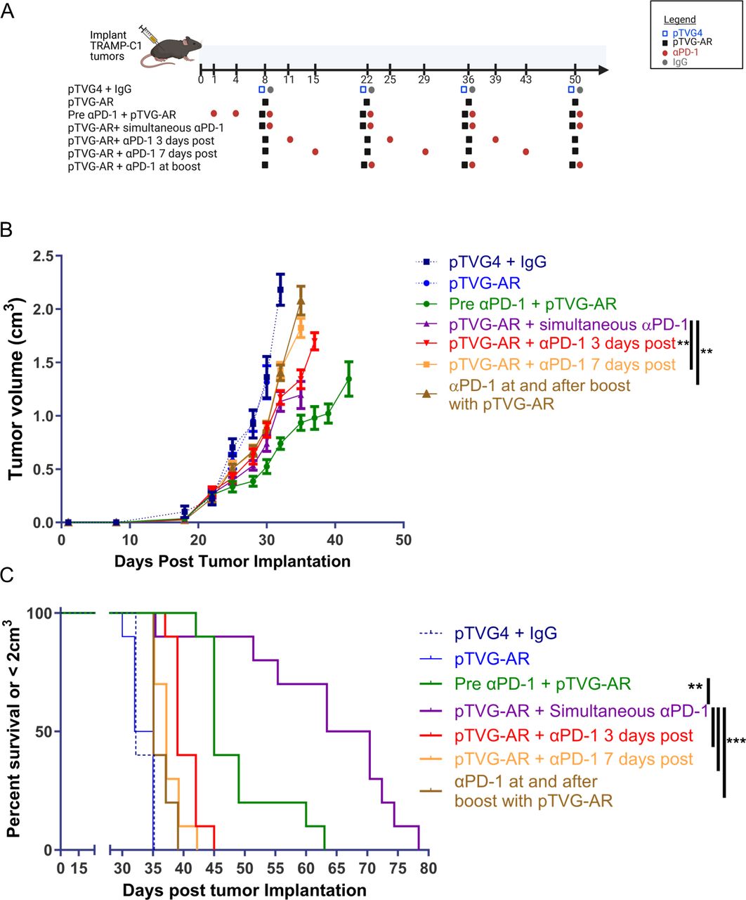 PD-1 blockade employed at the time CD8+ T cells are activated enhances their antitumor efficacy ...