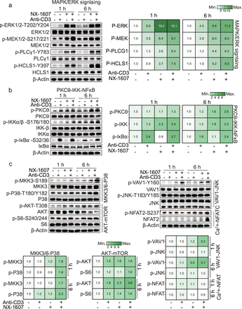 Cbl-b inhibitor NX-1607 activates MAPK/ERK signaling pathway and ...