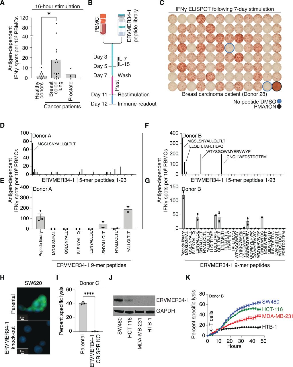 Combination of a therapeutic cancer vaccine targeting the endogenous ...