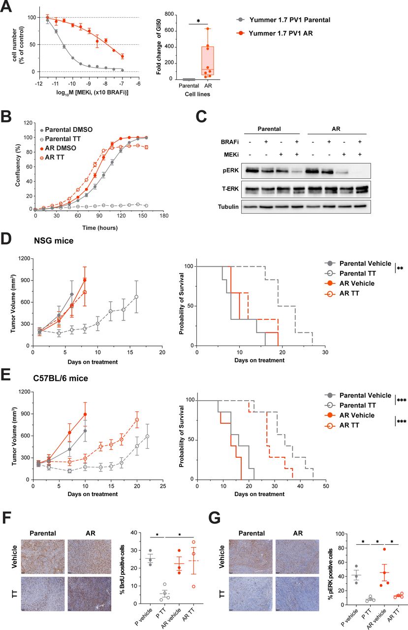 Sensitivity to immune checkpoint inhibitors in BRAF/MEK inhibitor ...