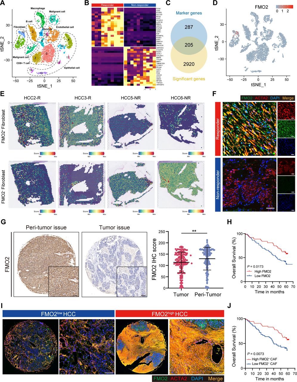 FMO2+ cancer-associated fibroblasts sensitize anti-PD-1 therapy in ...