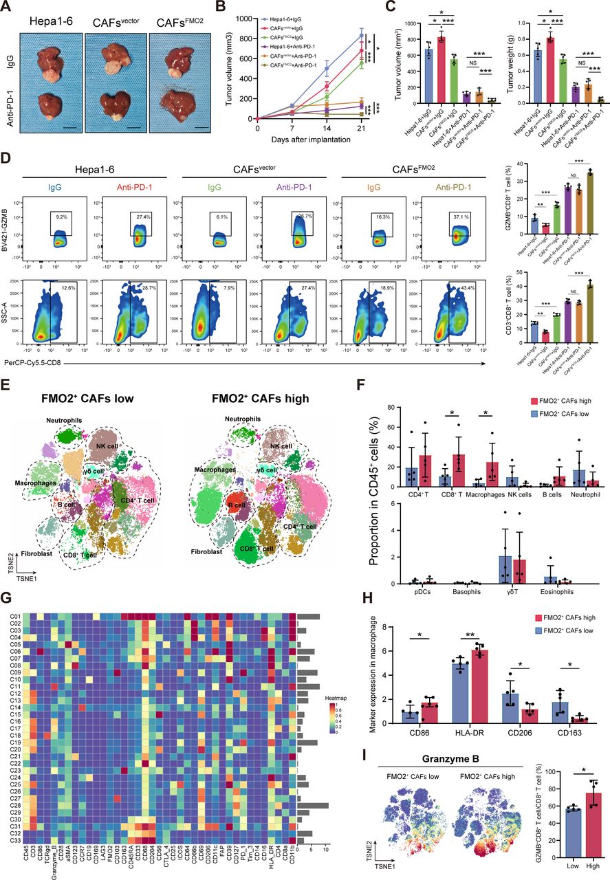 FMO2+ cancer-associated fibroblasts sensitize anti-PD-1 therapy in ...