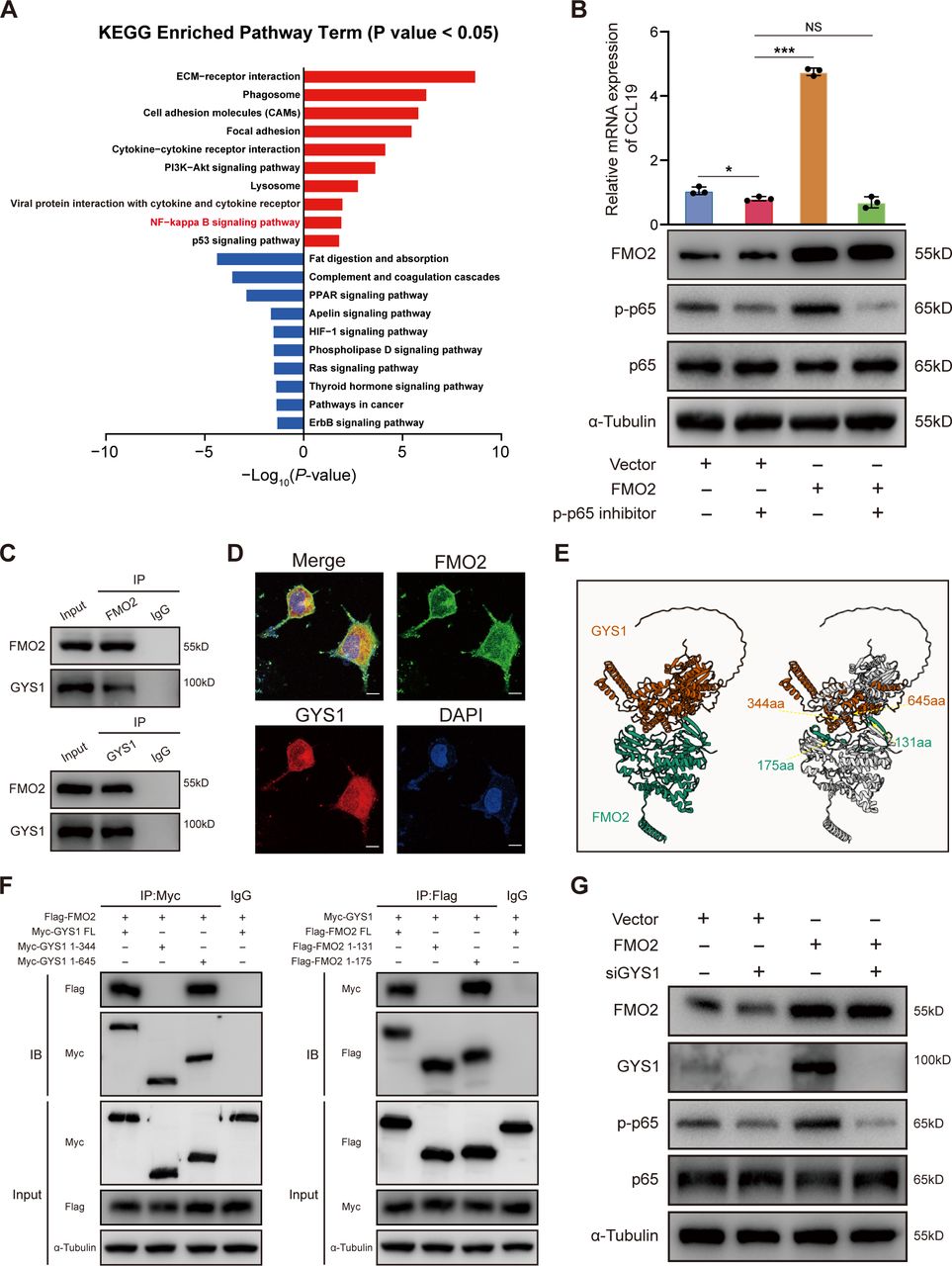 FMO2+ cancer-associated fibroblasts sensitize anti-PD-1 therapy in ...
