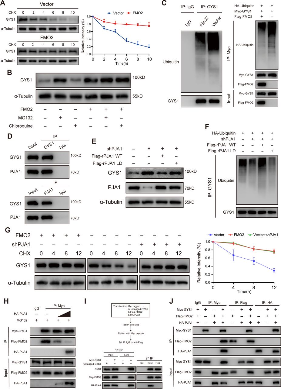 FMO2+ cancer-associated fibroblasts sensitize anti-PD-1 therapy in ...