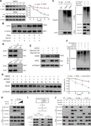 FMO2+ cancer-associated fibroblasts sensitize anti-PD-1 therapy in ...