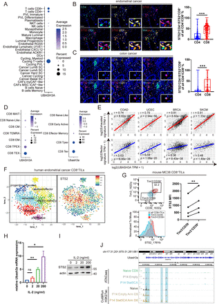 STS2 deficiency revives CD8+T cells from exhaustion and augments ...