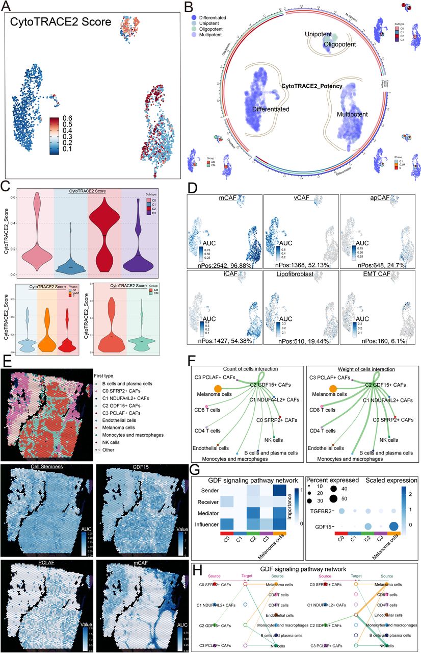 Ectopic expression of GDF15 in cancer-associated fibroblasts enhances ...