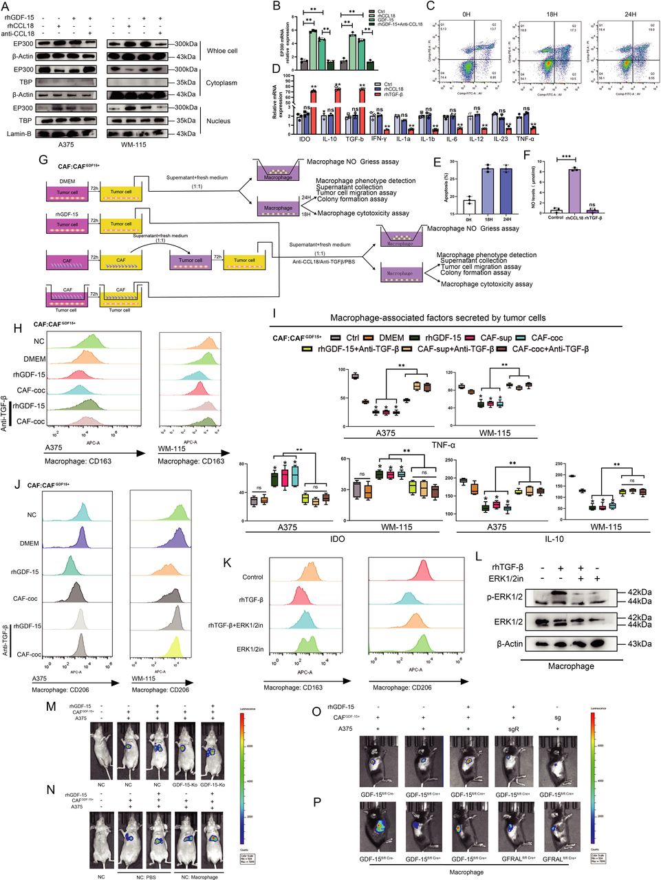 Ectopic expression of GDF15 in cancer-associated fibroblasts enhances ...