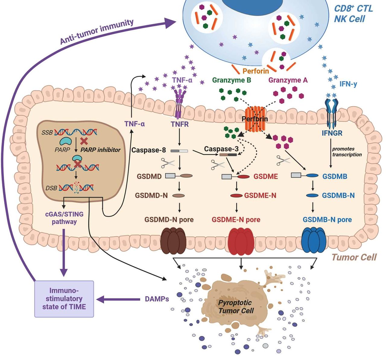 Potentiation of cancer immunogenicity by targeting PARP | Journal for ...