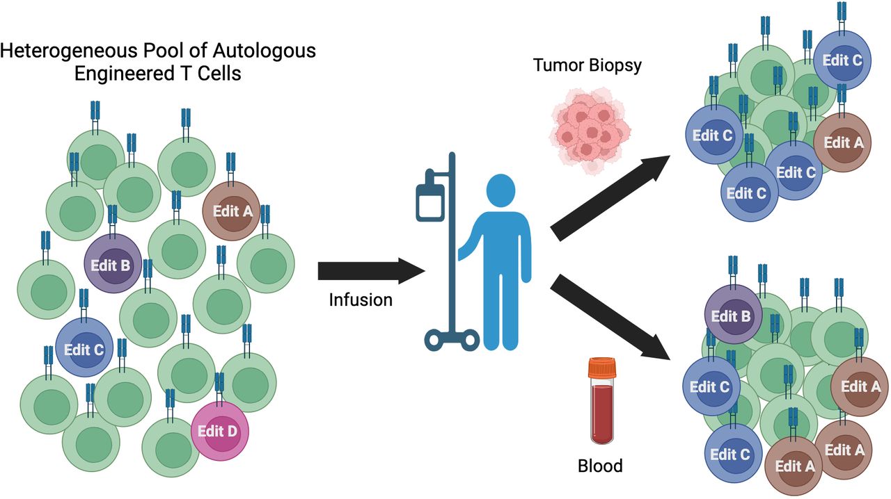Intentional heterogeneity in autologous cell-based gene therapies ...
