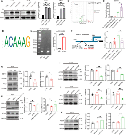 ADRB2 inhibition suppresses cancer immune evasion by regulating tumor ...
