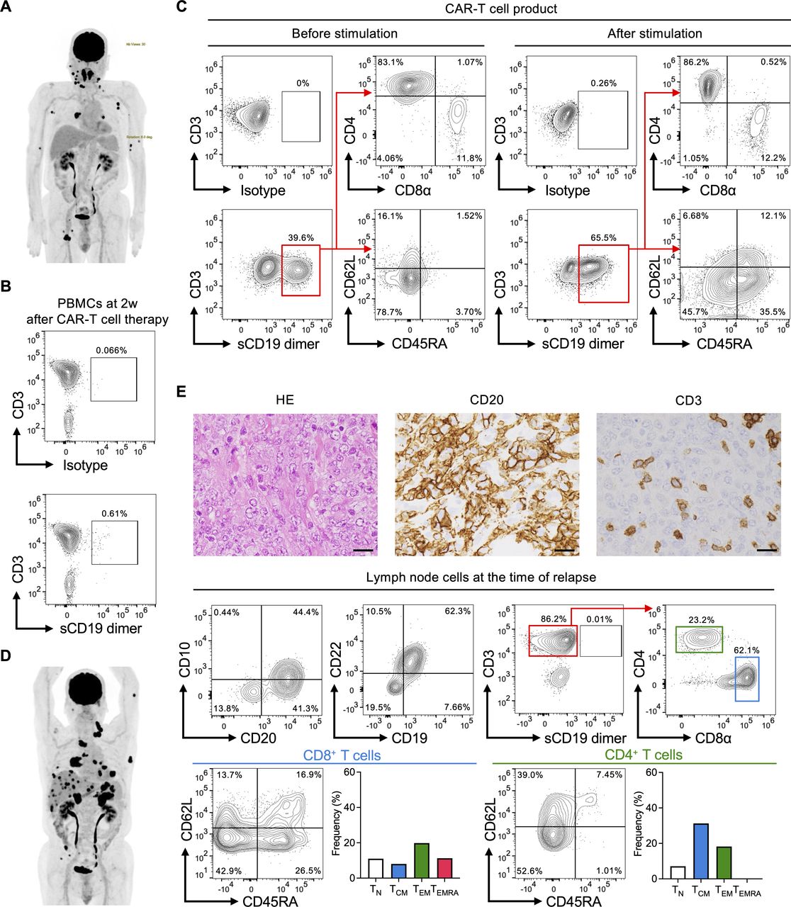 Bystander CAR−CD8+ T cells in a CAR-T cell product can expand and ...