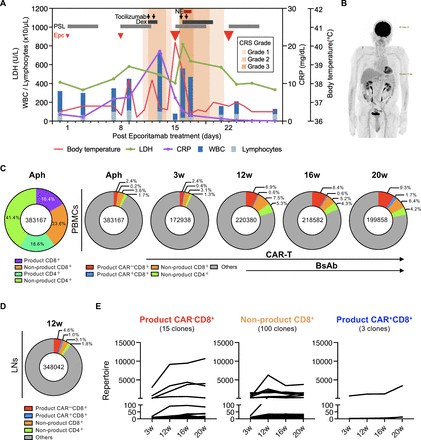 Bystander CAR−CD8+ T cells in a CAR-T cell product can expand and ...