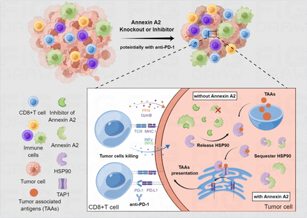 Targeting Annexin A2 to reactivate tumor-associated antigens ...