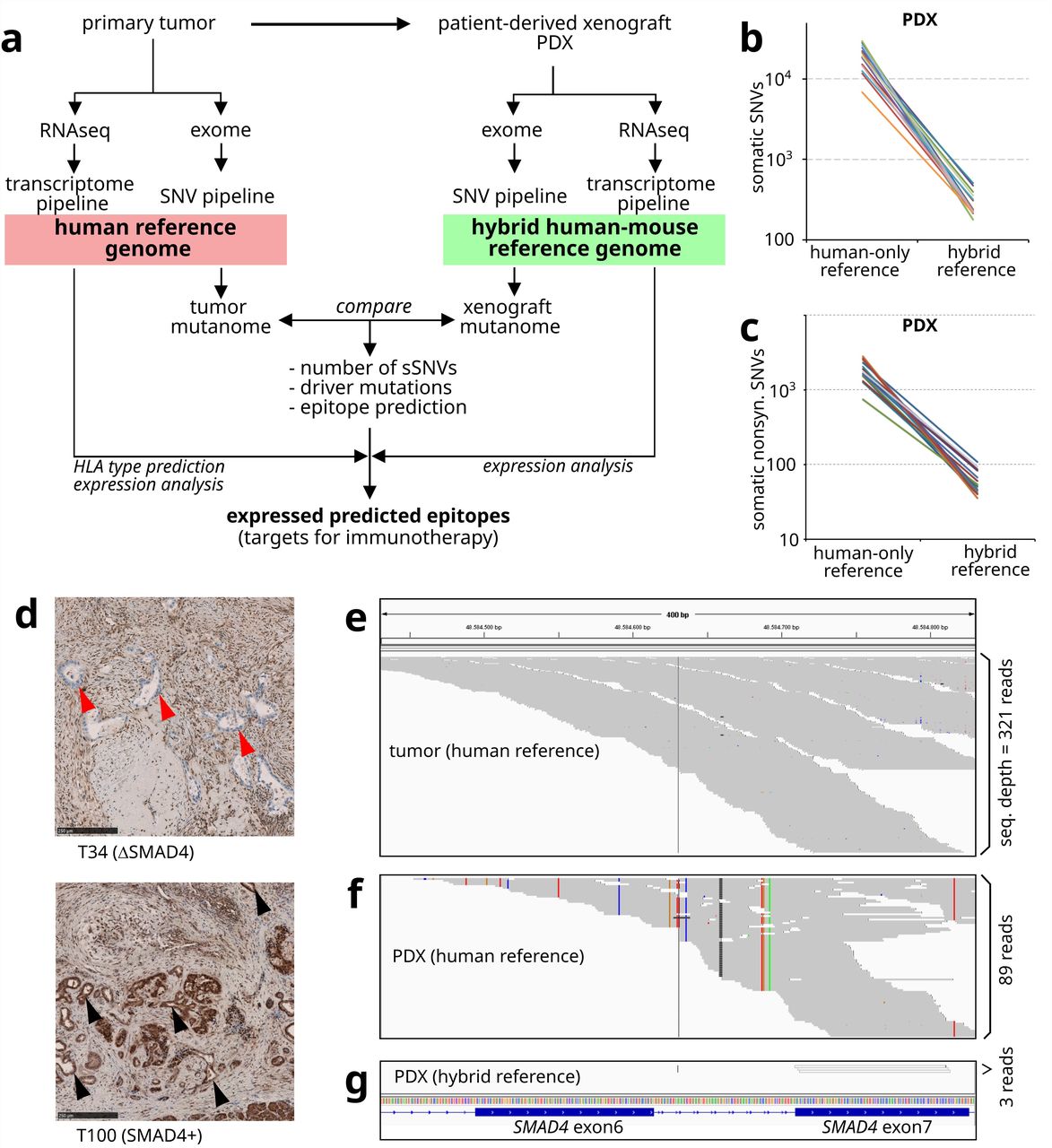 Enhanced mutanome analysis towards the induction of neoepitope-reactive ...