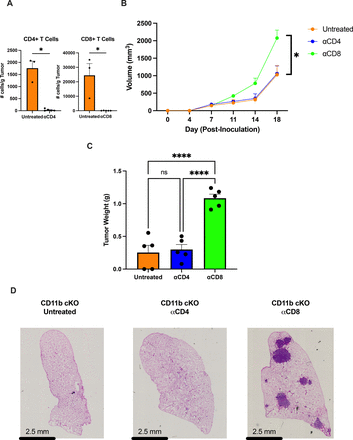 Piezo1 deletion enhances cross-priming of CD8+ T cells by tumor ...