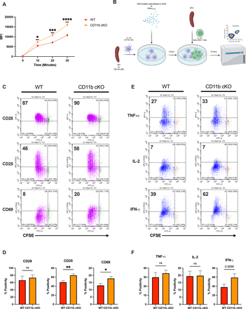 Piezo1 deletion enhances cross-priming of CD8+ T cells by tumor ...