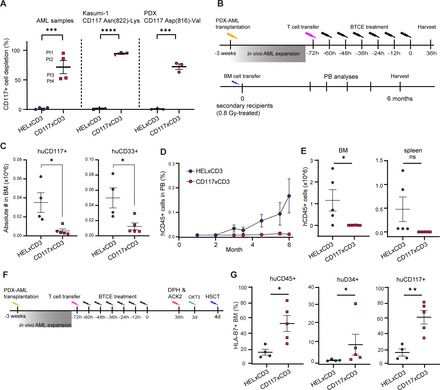 Immunotherapy for rapid bone marrow conditioning and leukemia depletion ...
