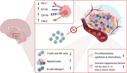 Exploring the tumor microenvironment in diffuse intrinsic pontine ...