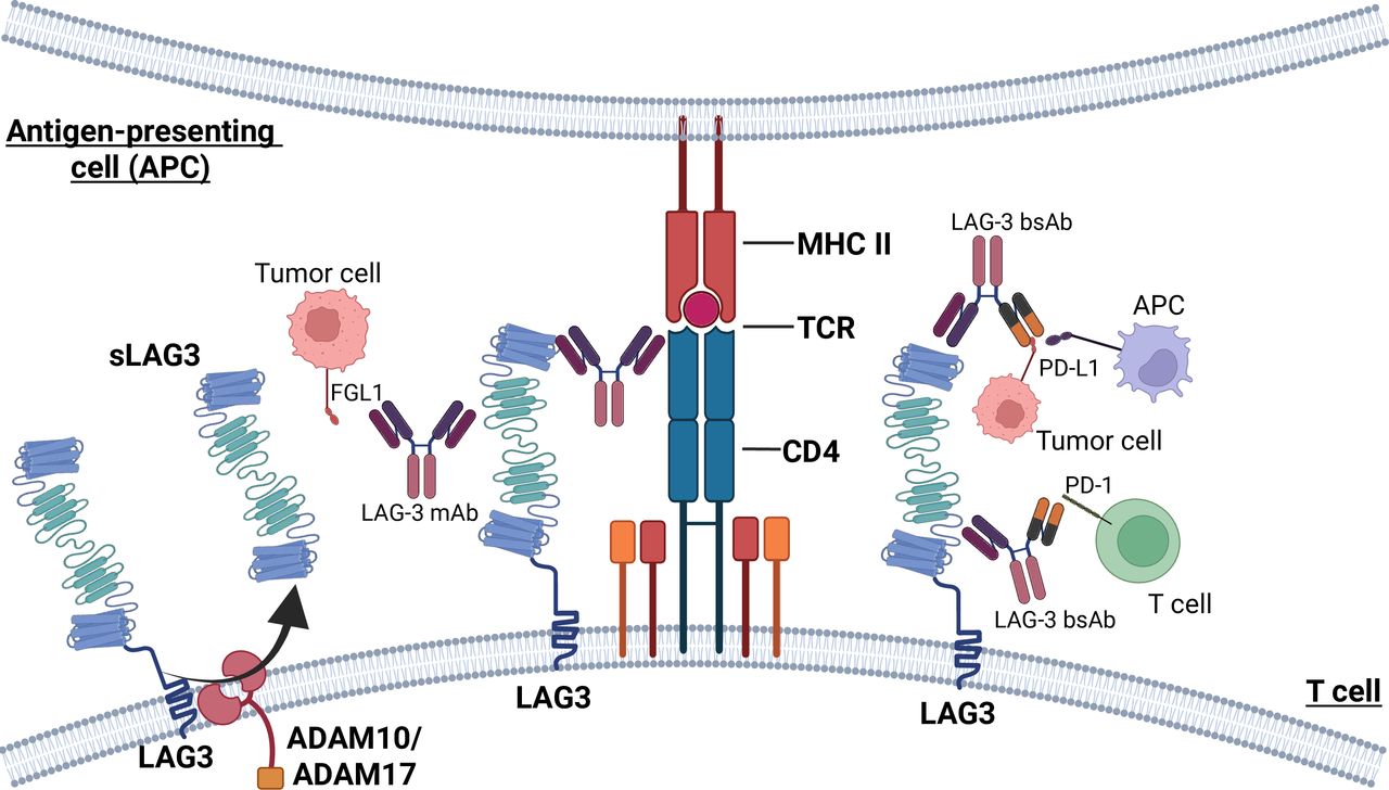 Therapeutic potential of targeting LAG-3 in cancer | Journal for ...